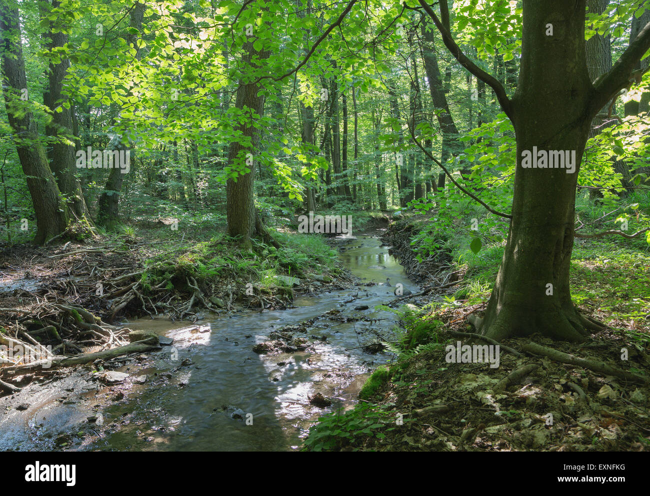 Creek in the forest of Little Carpathian - Slovakia Stock Photo - Alamy