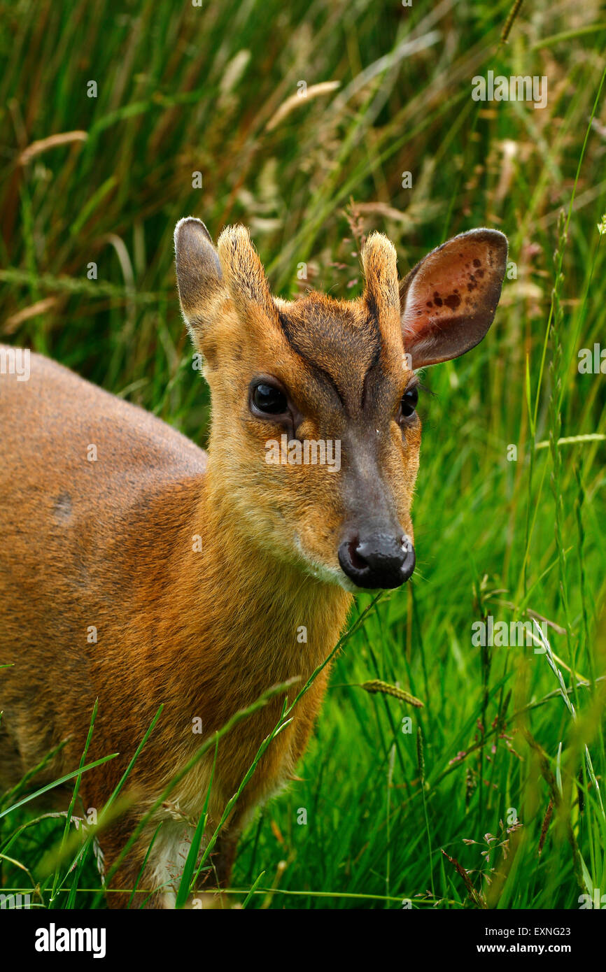 Wild muntjacs hi-res stock photography and images - Alamy