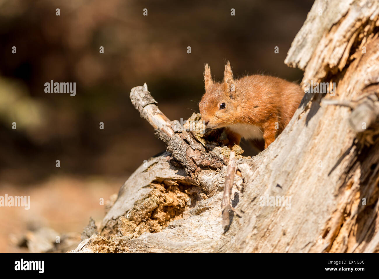 red squirrel,squirrel, wildlife, brown, red, eye, fur, cute, rodent ...