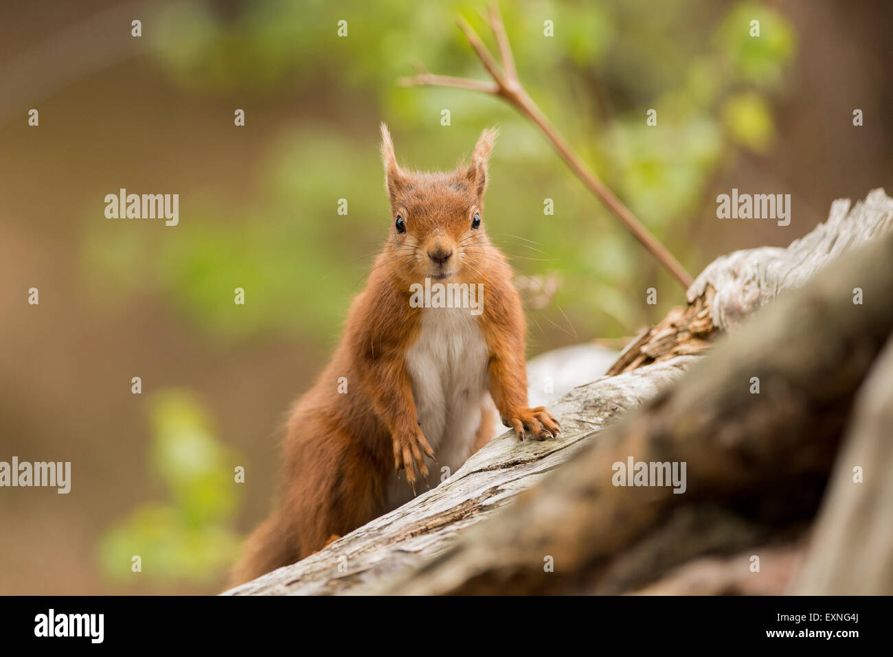 red squirrel,squirrel, wildlife, brown, red, eye, fur, cute, rodent ...