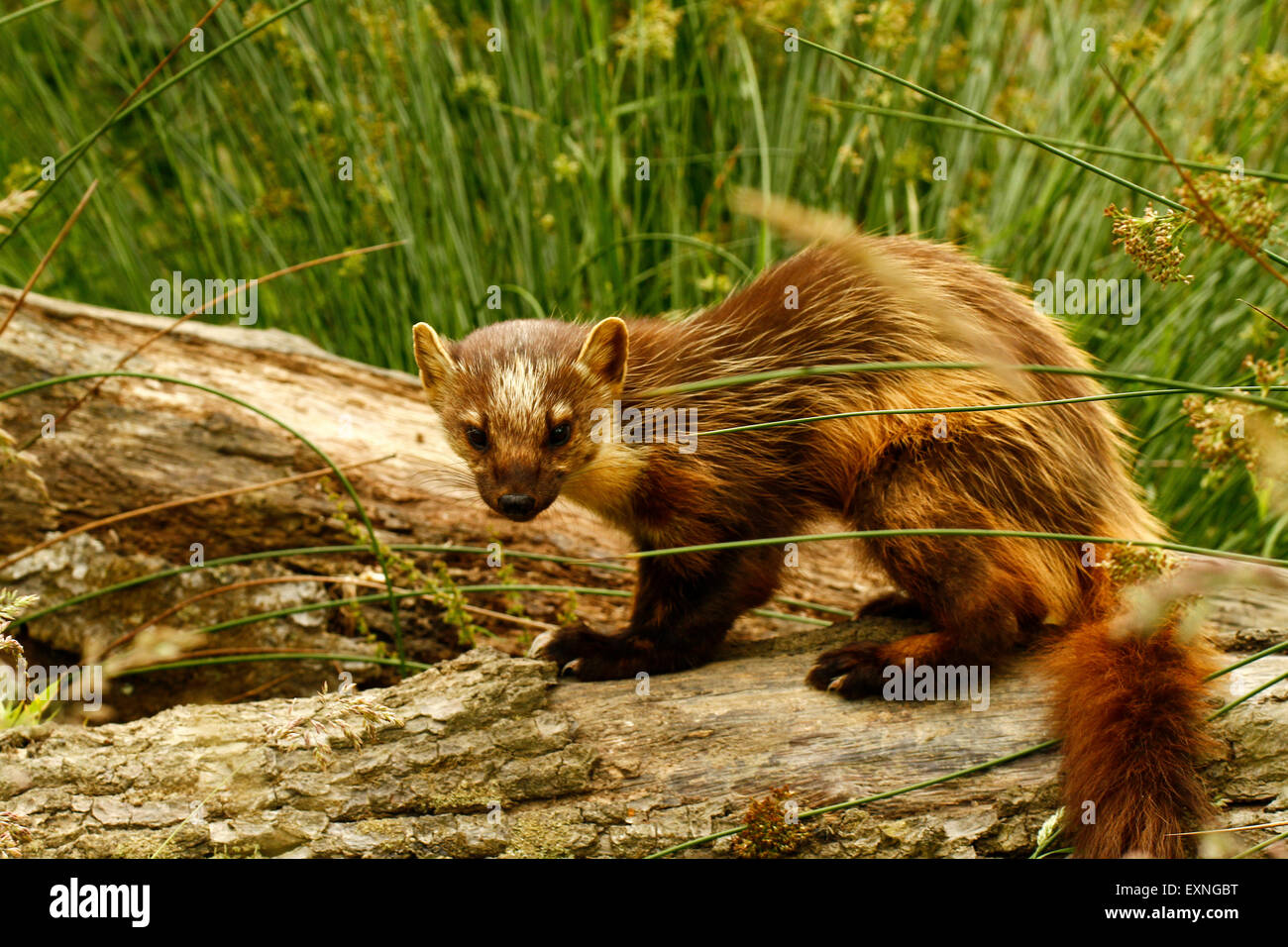 Pine martin hi-res stock photography and images - Alamy