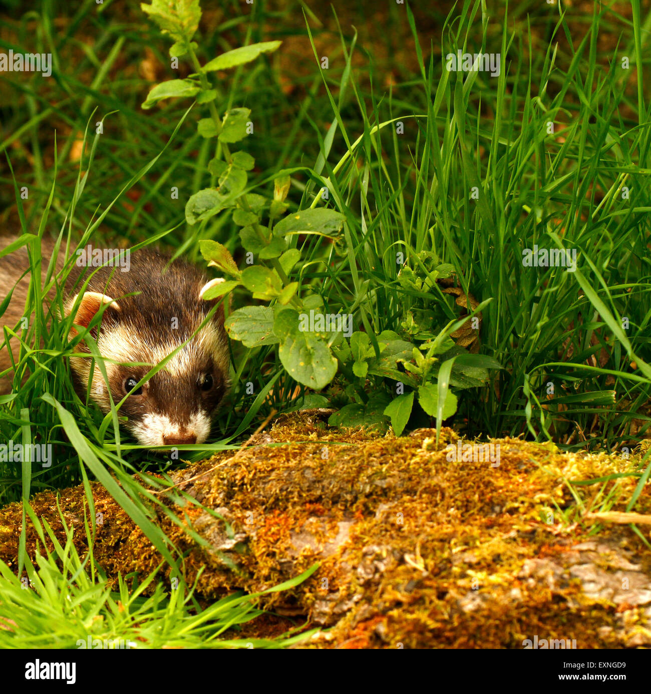 The European Polecat, rarely seen in the British countryside, closest ...