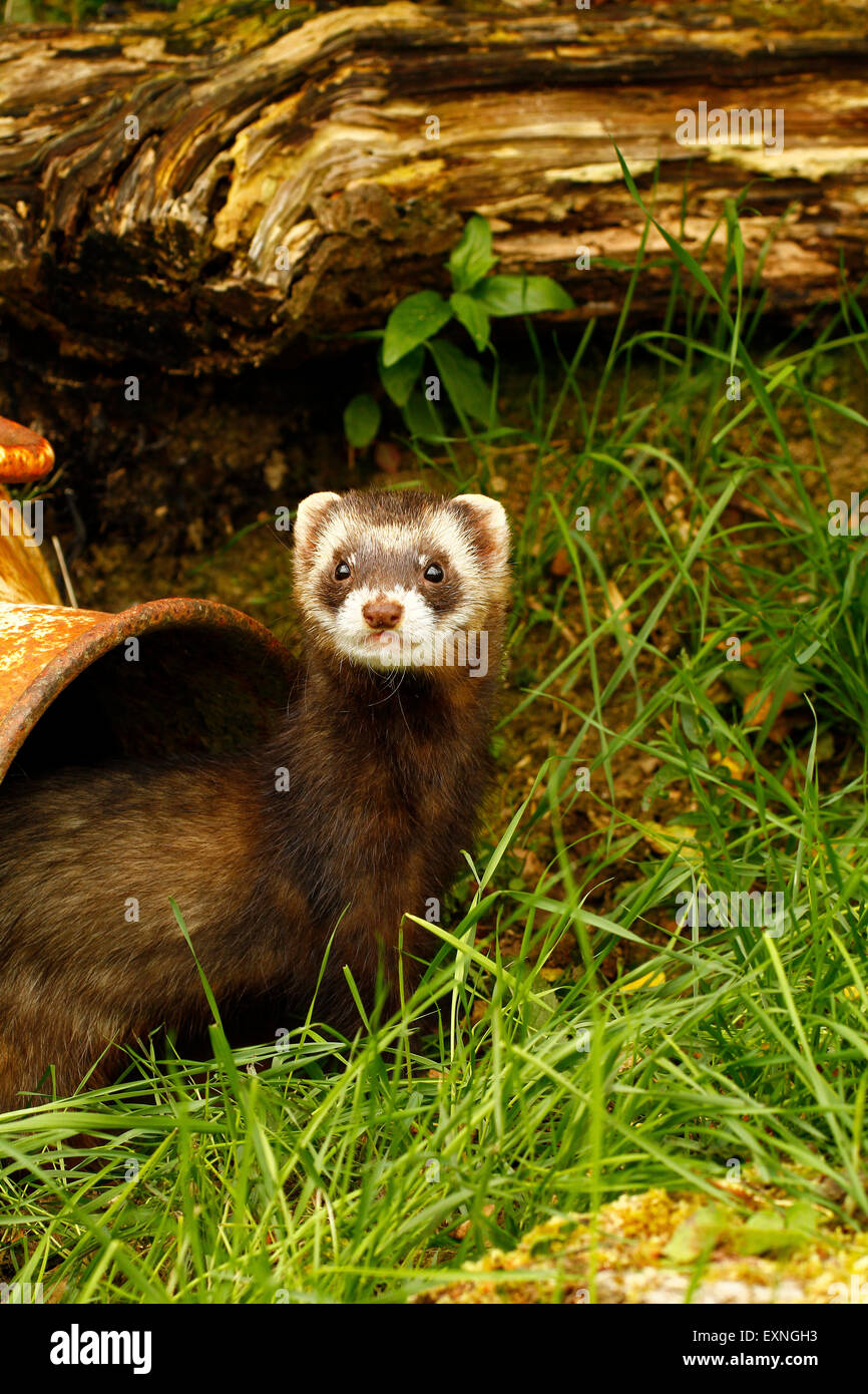 European polecat in the forest hi-res stock photography and images - Alamy