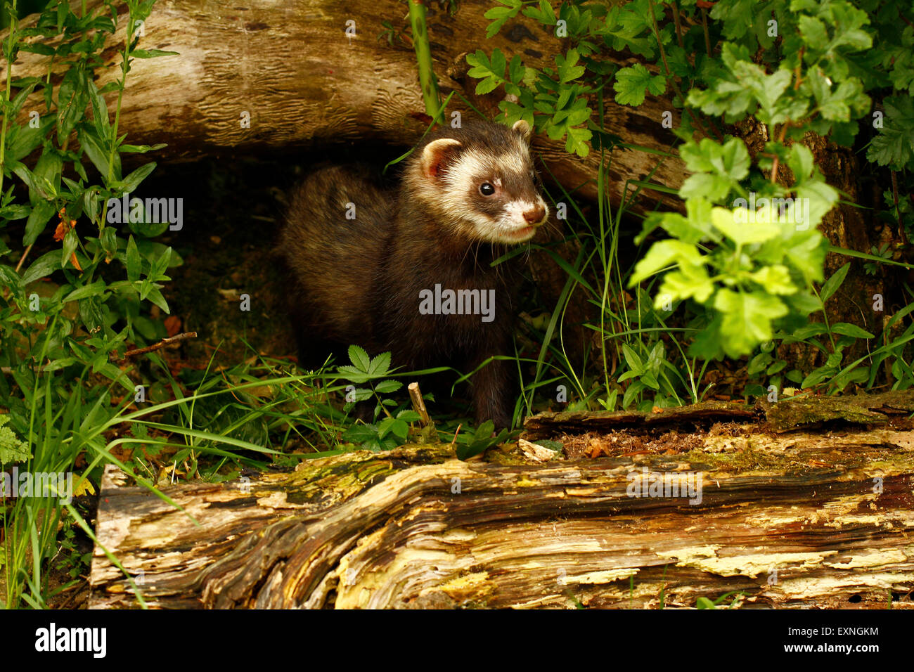 The European Polecat, rarely seen in the British countryside, closest ...