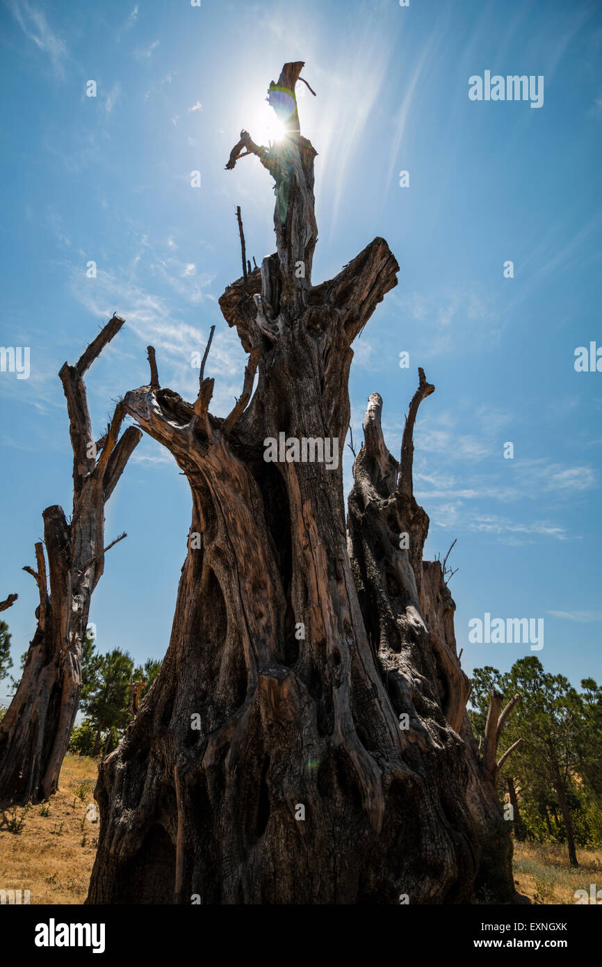 Olive trees silhouette hi-res stock photography and images - Alamy