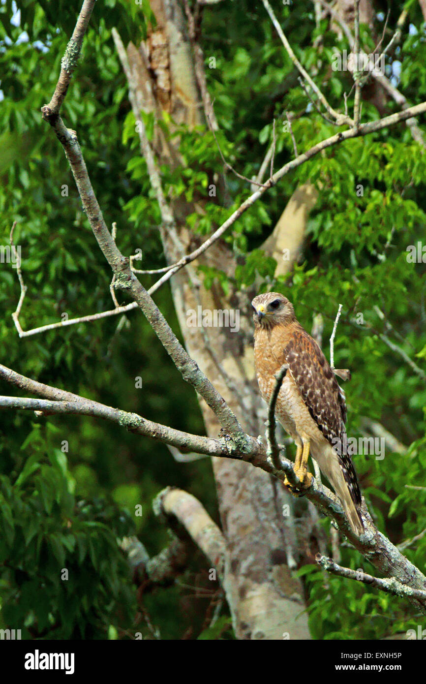 Swamp hawk hi-res stock photography and images - Alamy