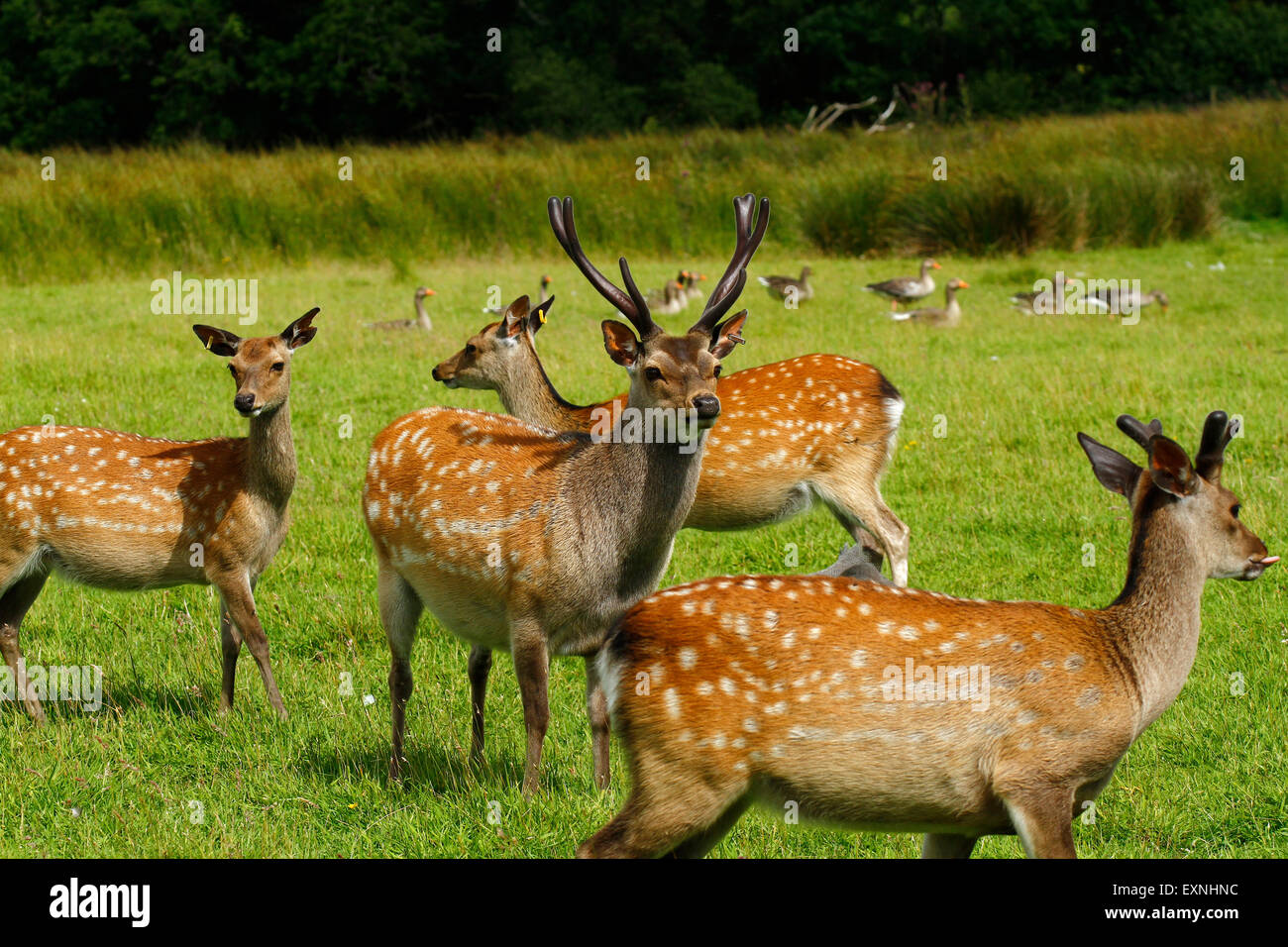 Sika deer herd in their summer coats stood in a green field with a ...
