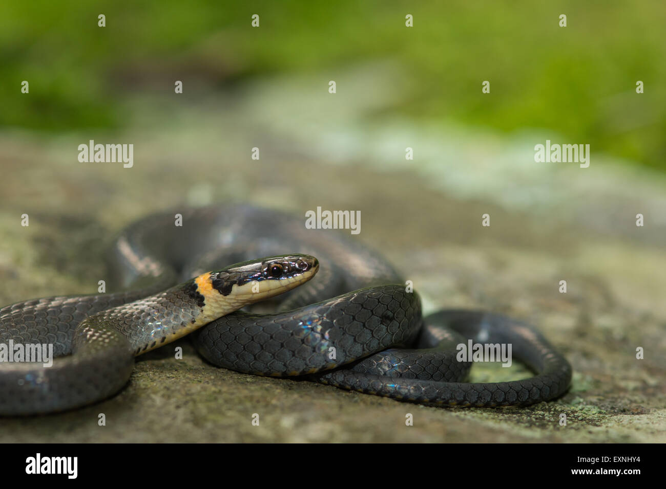 Ringneck Snake High Resolution Stock Photography and Images - Alamy