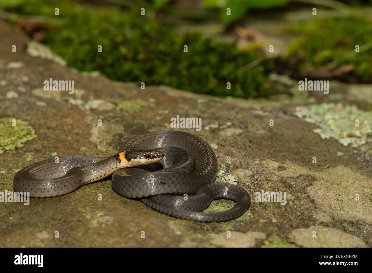 Baby ring neck snake hi-res stock photography and images - Alamy