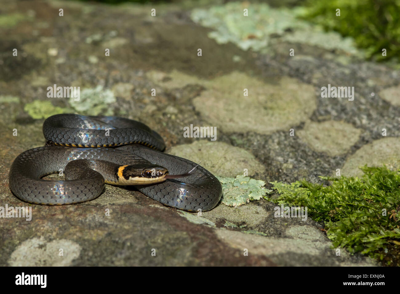 Ringneck snake hi-res stock photography and images - Alamy
