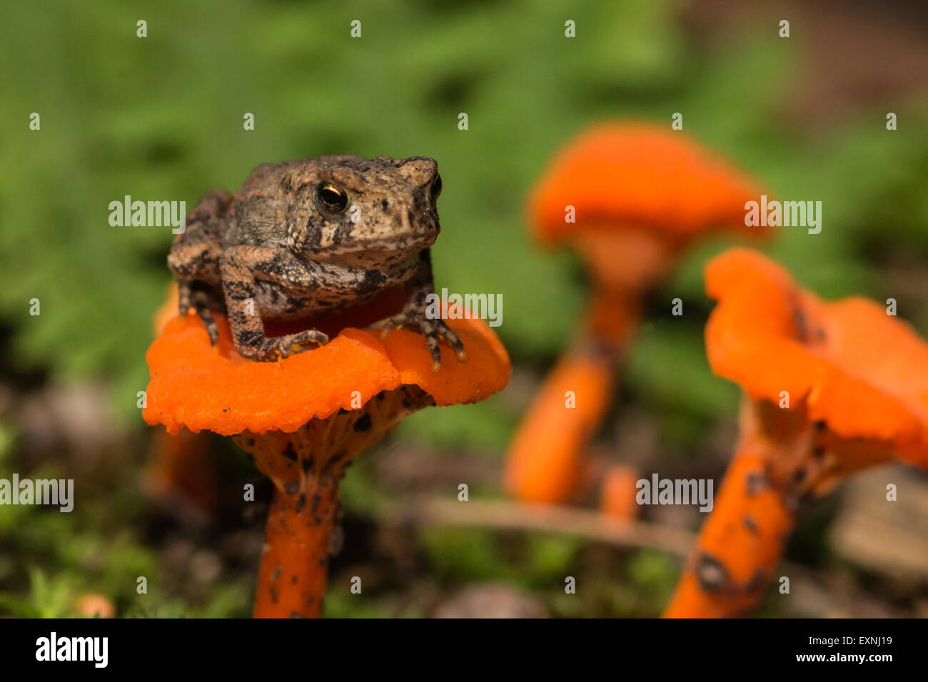 Baby Toad High Resolution Stock Photography and Images - Alamy