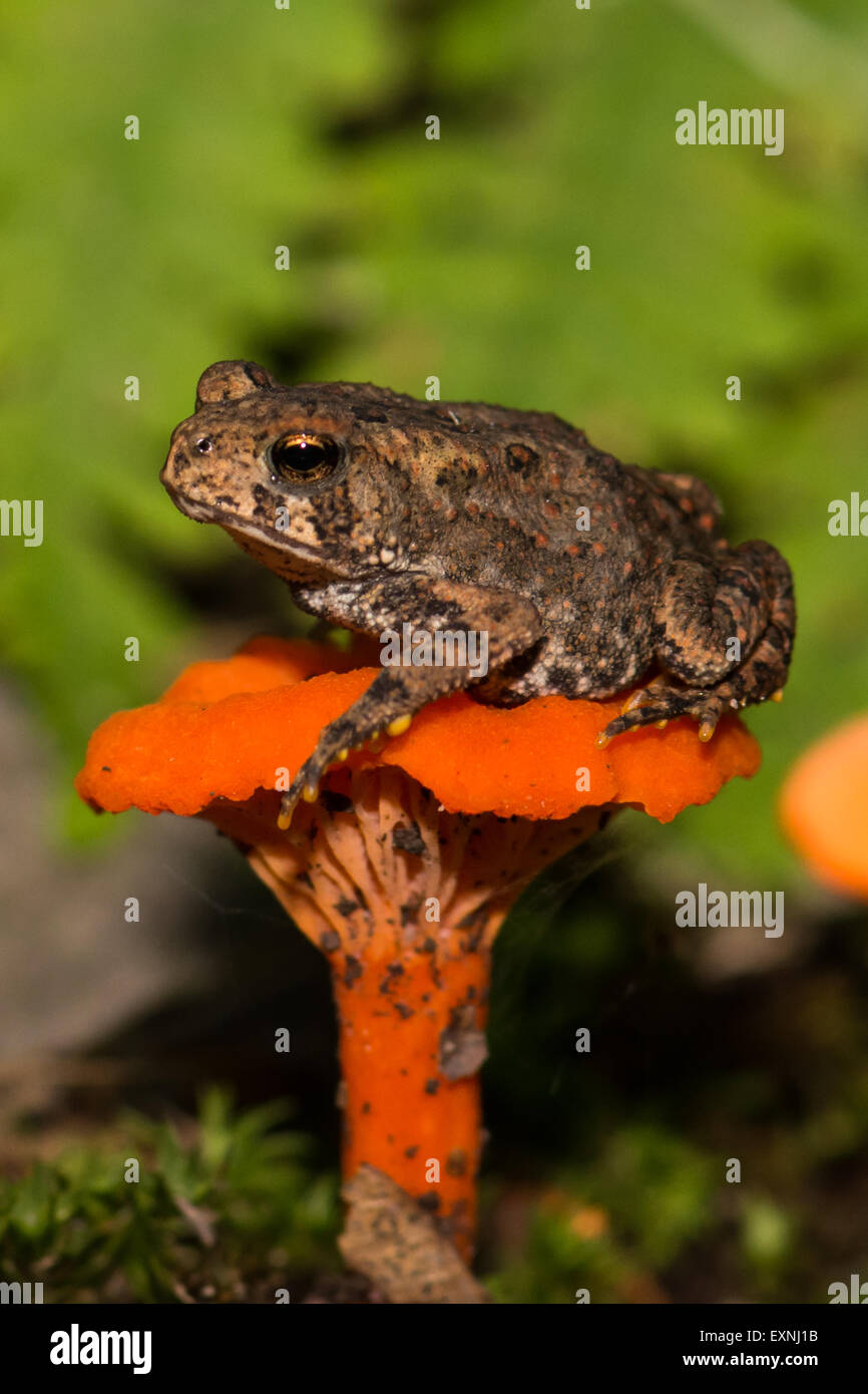 Toad on mushroom hi-res stock photography and images - Alamy