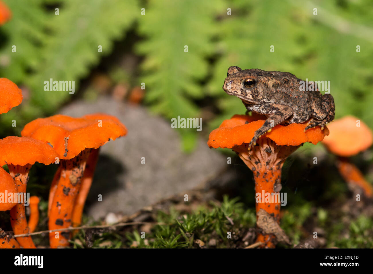 Funny Mushroom High Resolution Stock Photography and Images - Alamy