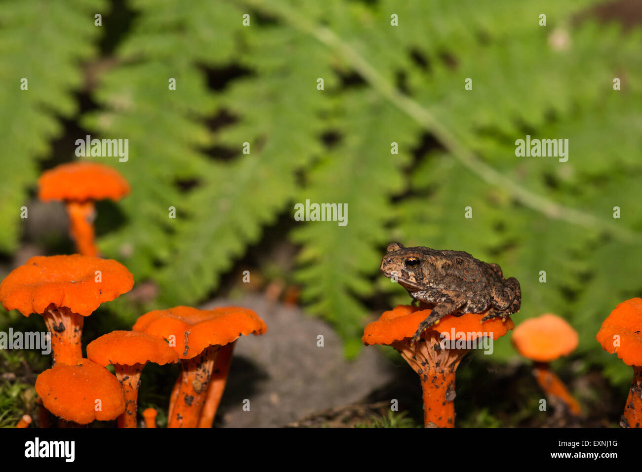 Funny mushroom hi-res stock photography and images - Alamy