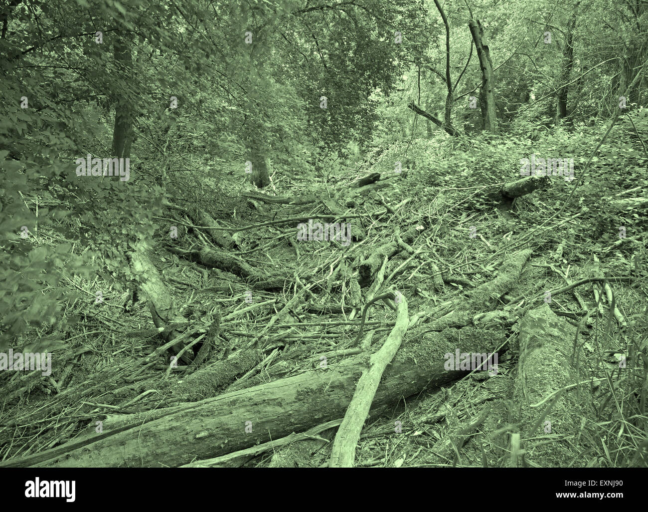 Alluvial forest on the waterfront of Danube in National park Donau-Auen ...