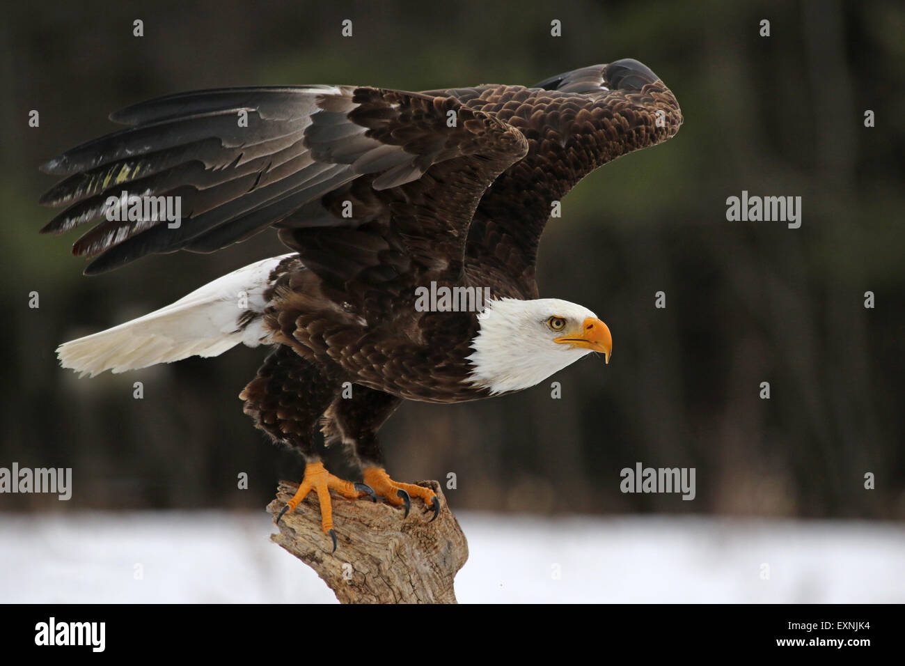 Bald Eagle Take-Off Stock Photo - Alamy