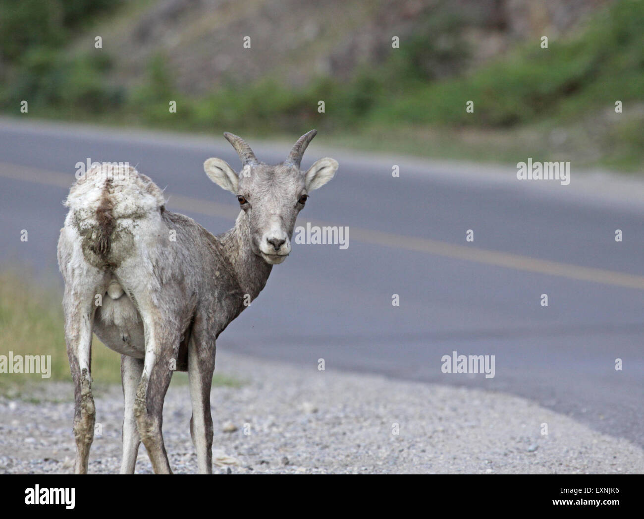 Sheep looking back hi-res stock photography and images - Alamy