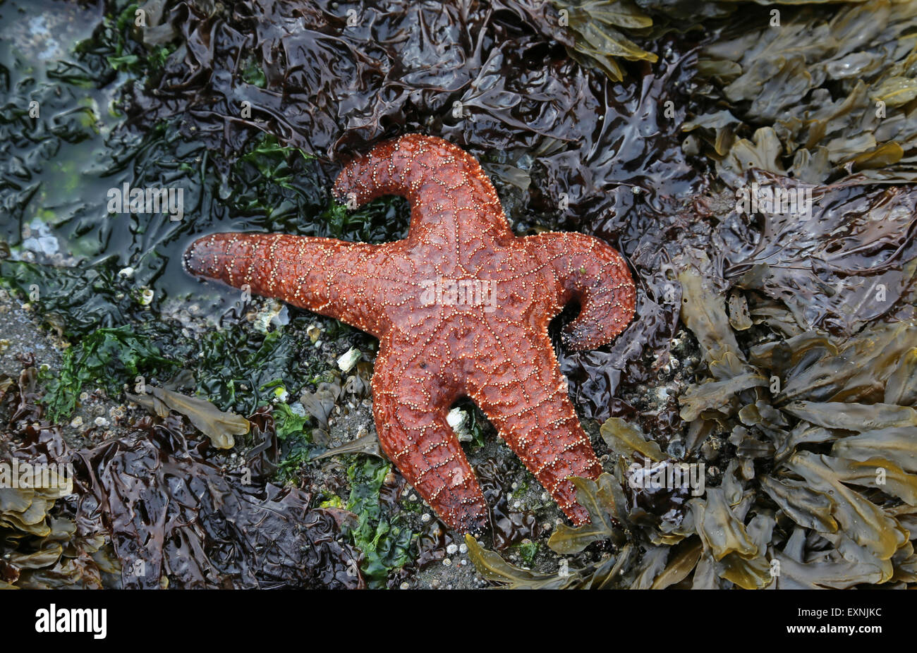 Pisaster starfish hi-res stock photography and images - Alamy