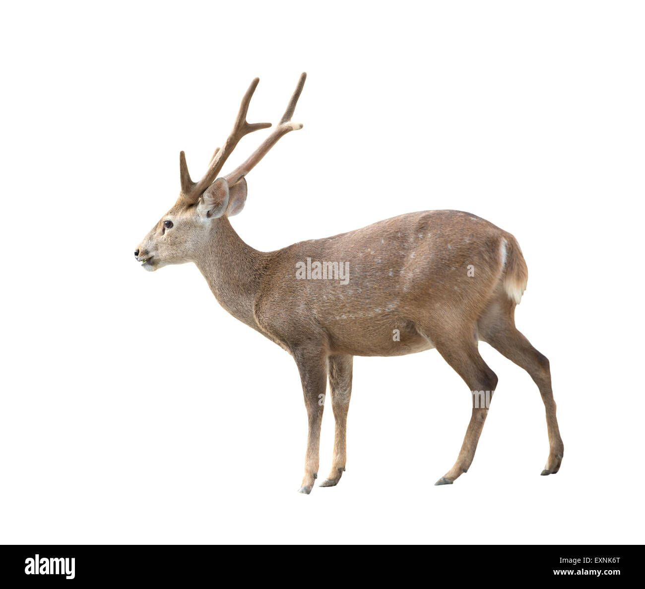 hog deer isolated on white background Stock Photo - Alamy