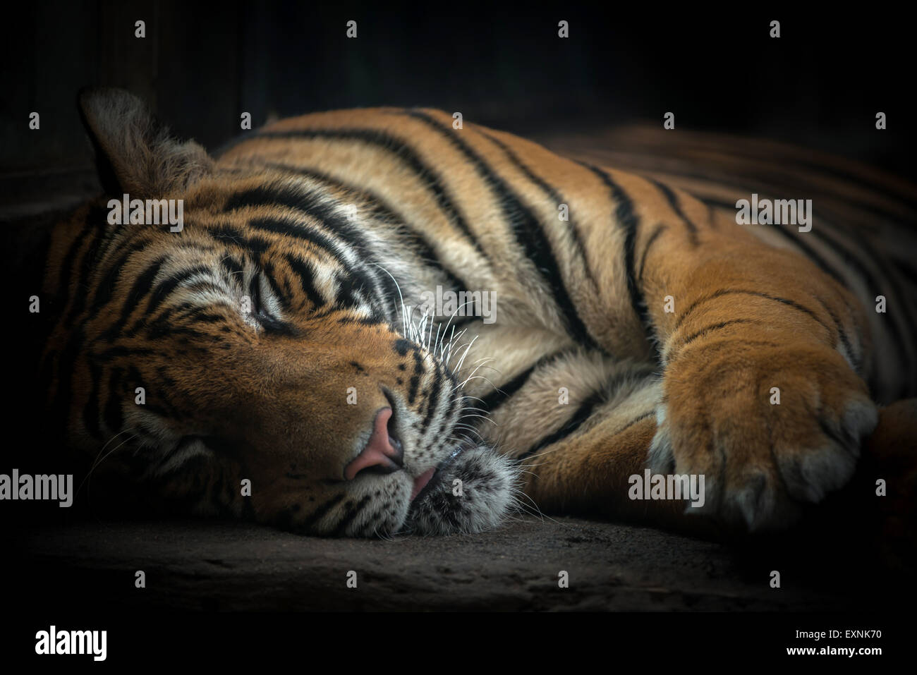 bengal tiger sleeping on floor Stock Photo - Alamy