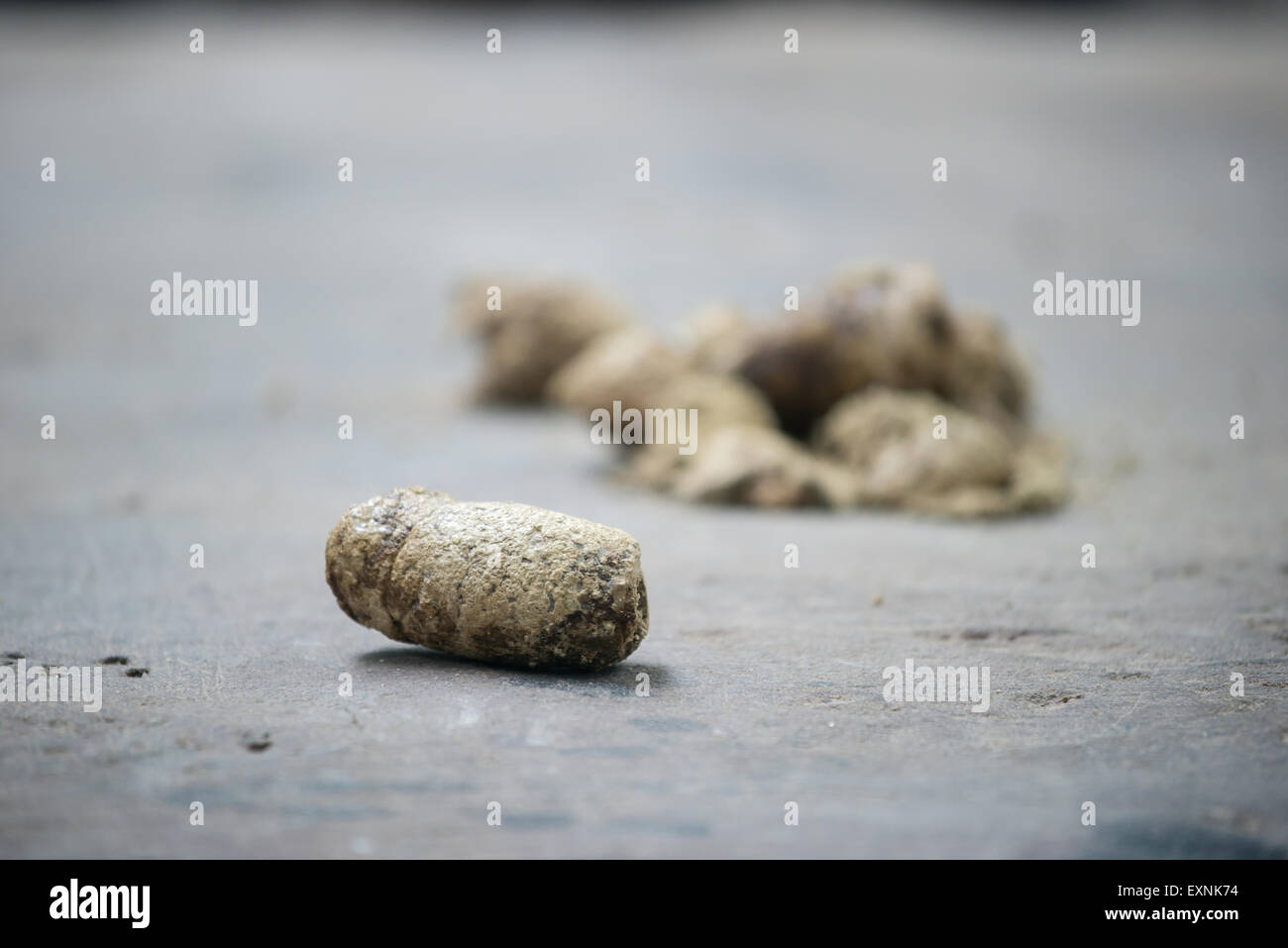 faces of bengal tiger on the floor Stock Photo - Alamy