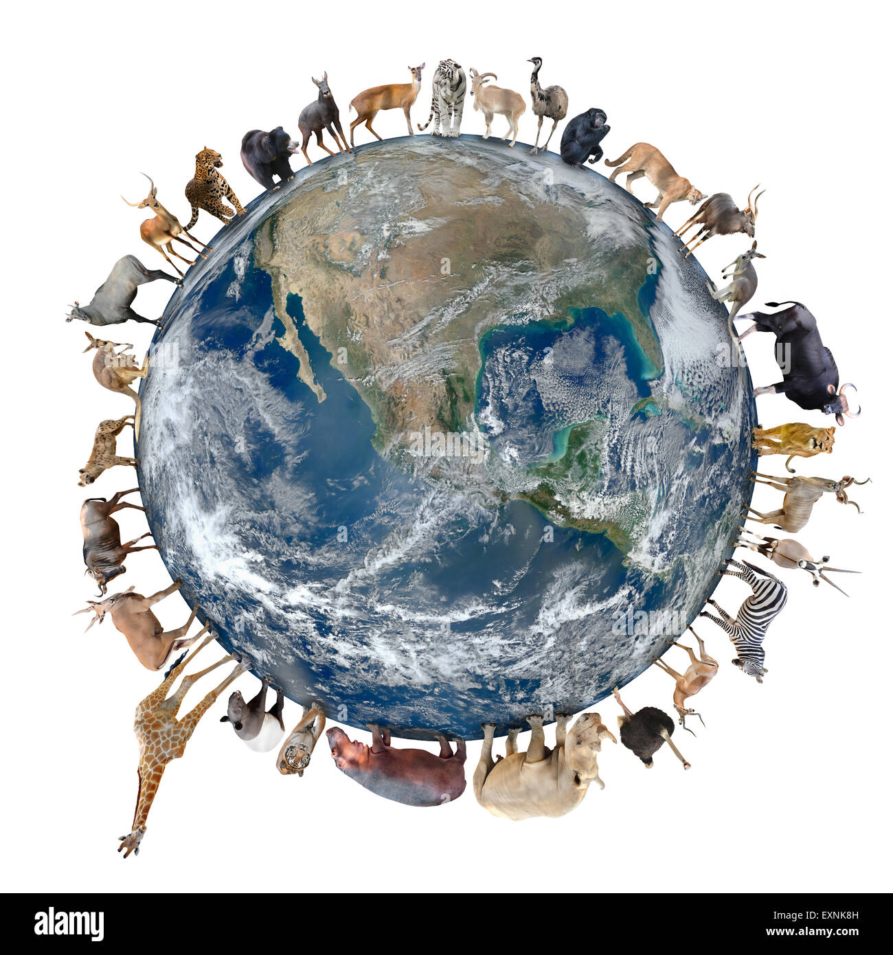 animal stand around the world isolated on white background,Element of ...