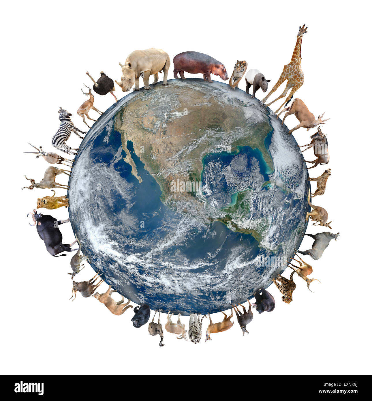 animal stand around the world isolated on white background,Element of ...