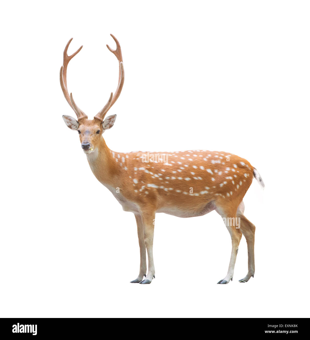 Deer Background