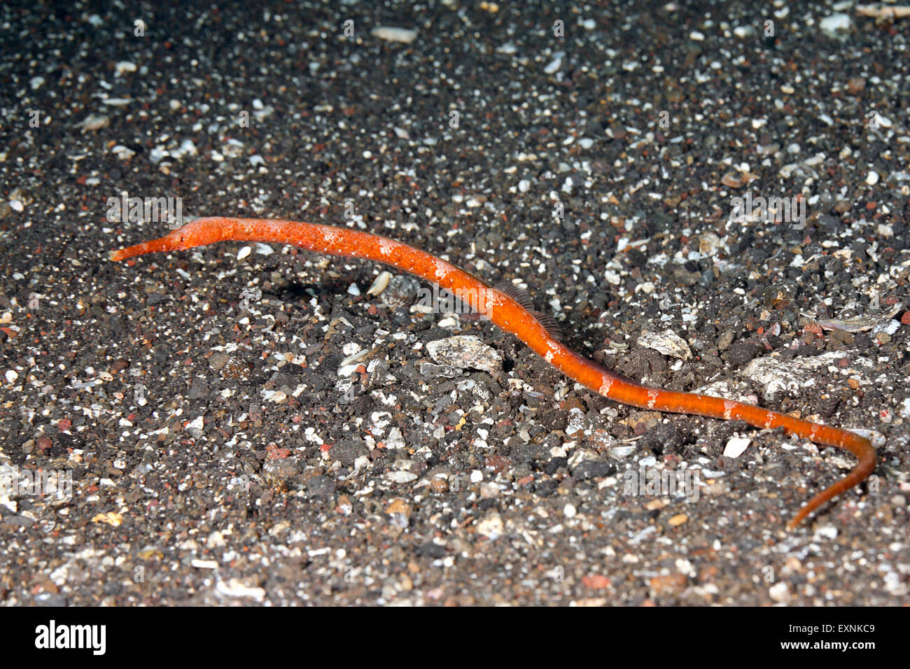 Pipefish hi-res stock photography and images - Alamy