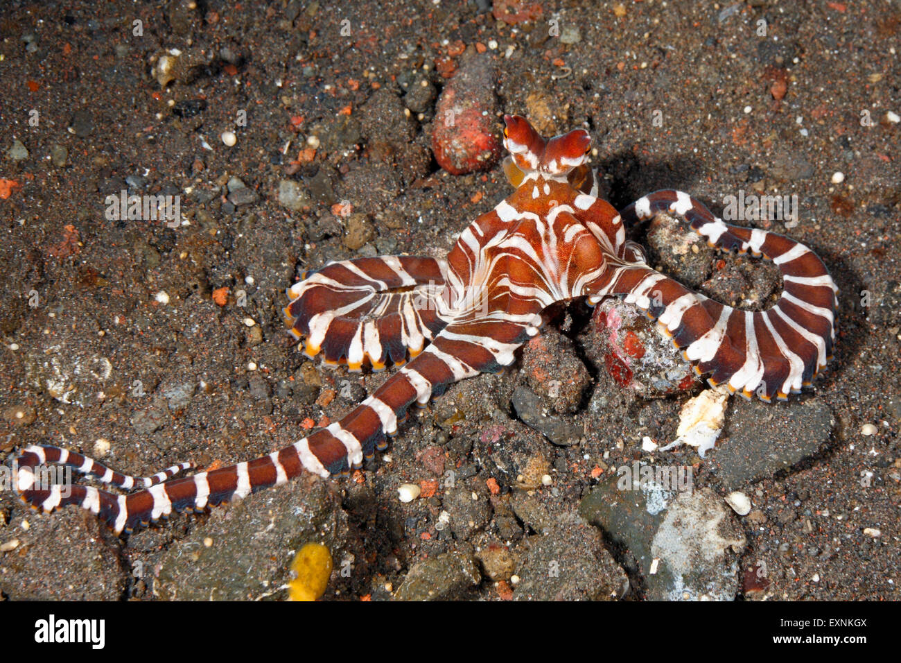 Wonderpuss octopus hi-res stock photography and images - Alamy