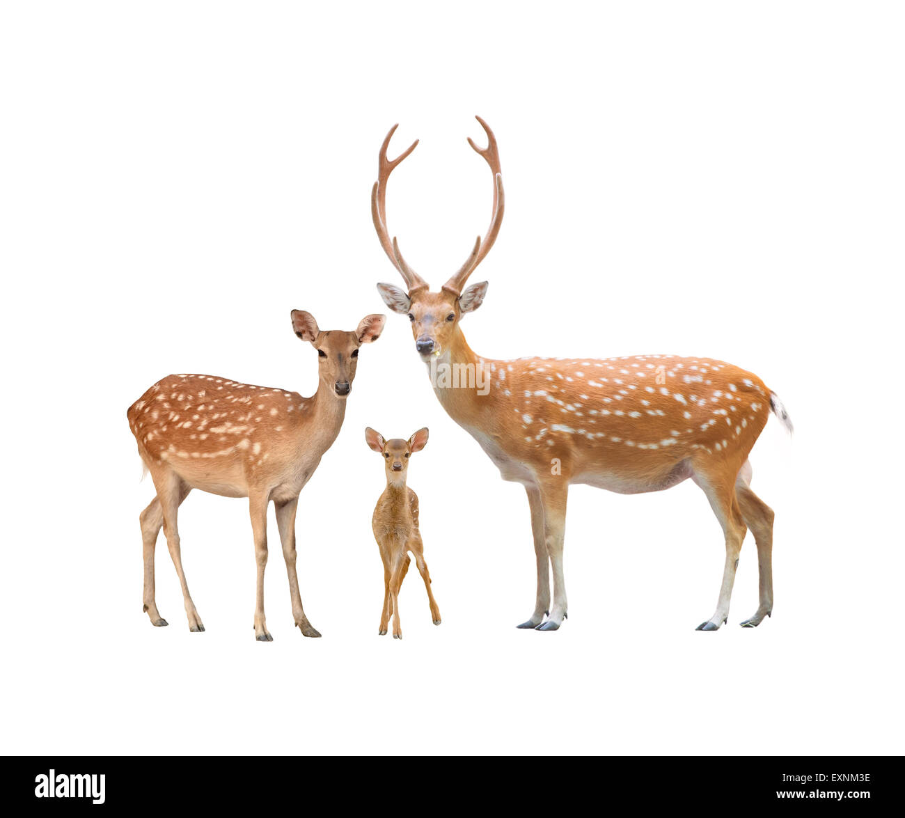 Baby deer doe spotted Cut Out Stock Images & Pictures - Alamy