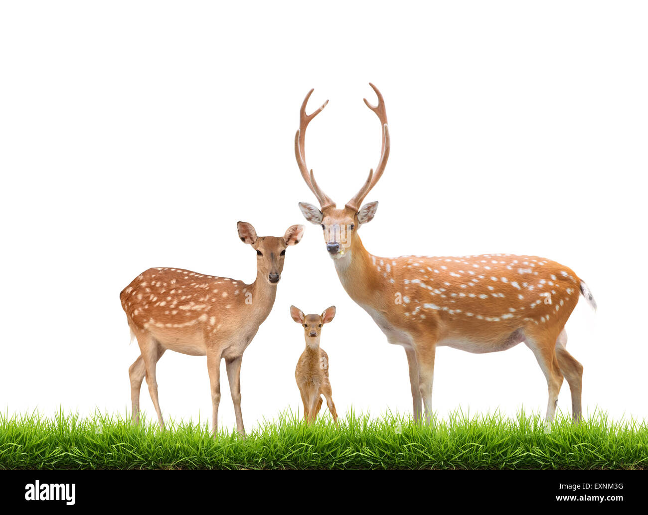 beautiful sika deer family with green grass isolated on white ...