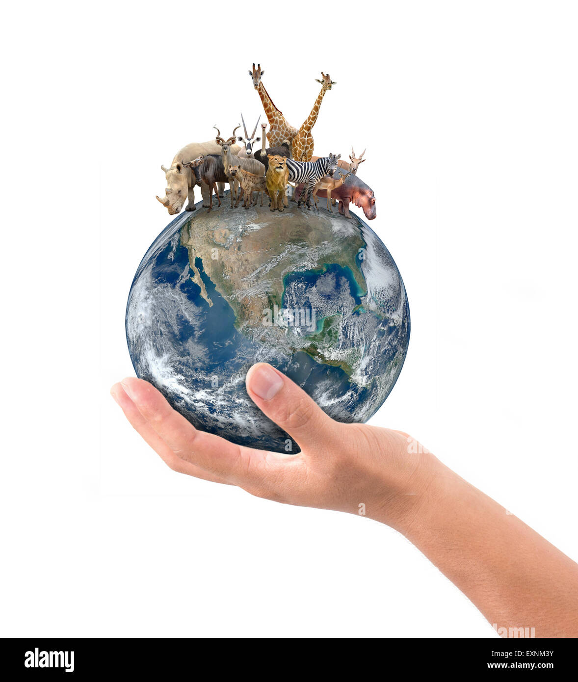 hand hold animal on the earth, Element of this image are furnished by ...