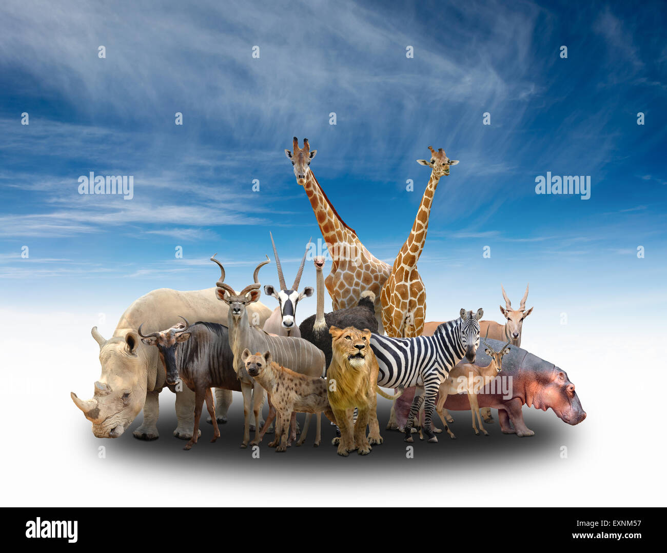 group of africa animals with blue sky Stock Photo - Alamy