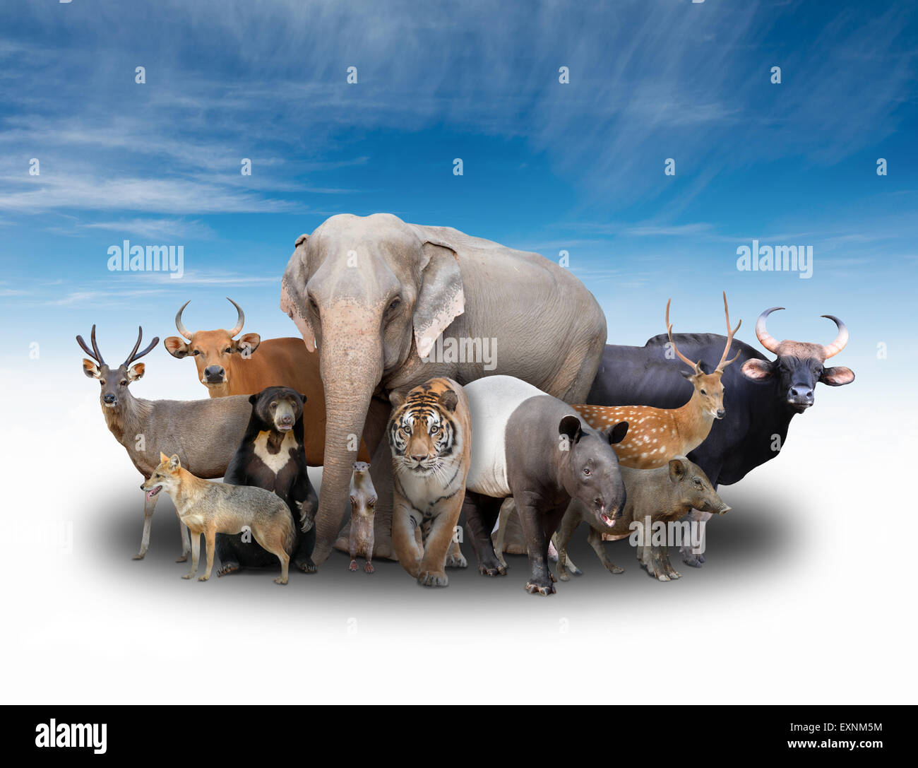 group of asia animals with blue sky Stock Photo - Alamy