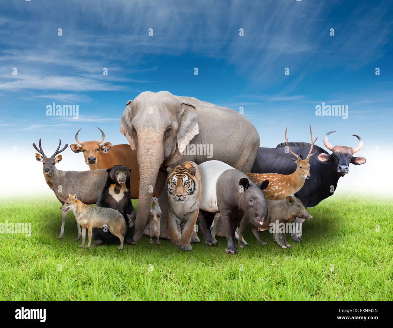 group of asia animals with fresh green grass and blue sky Stock Photo ...
