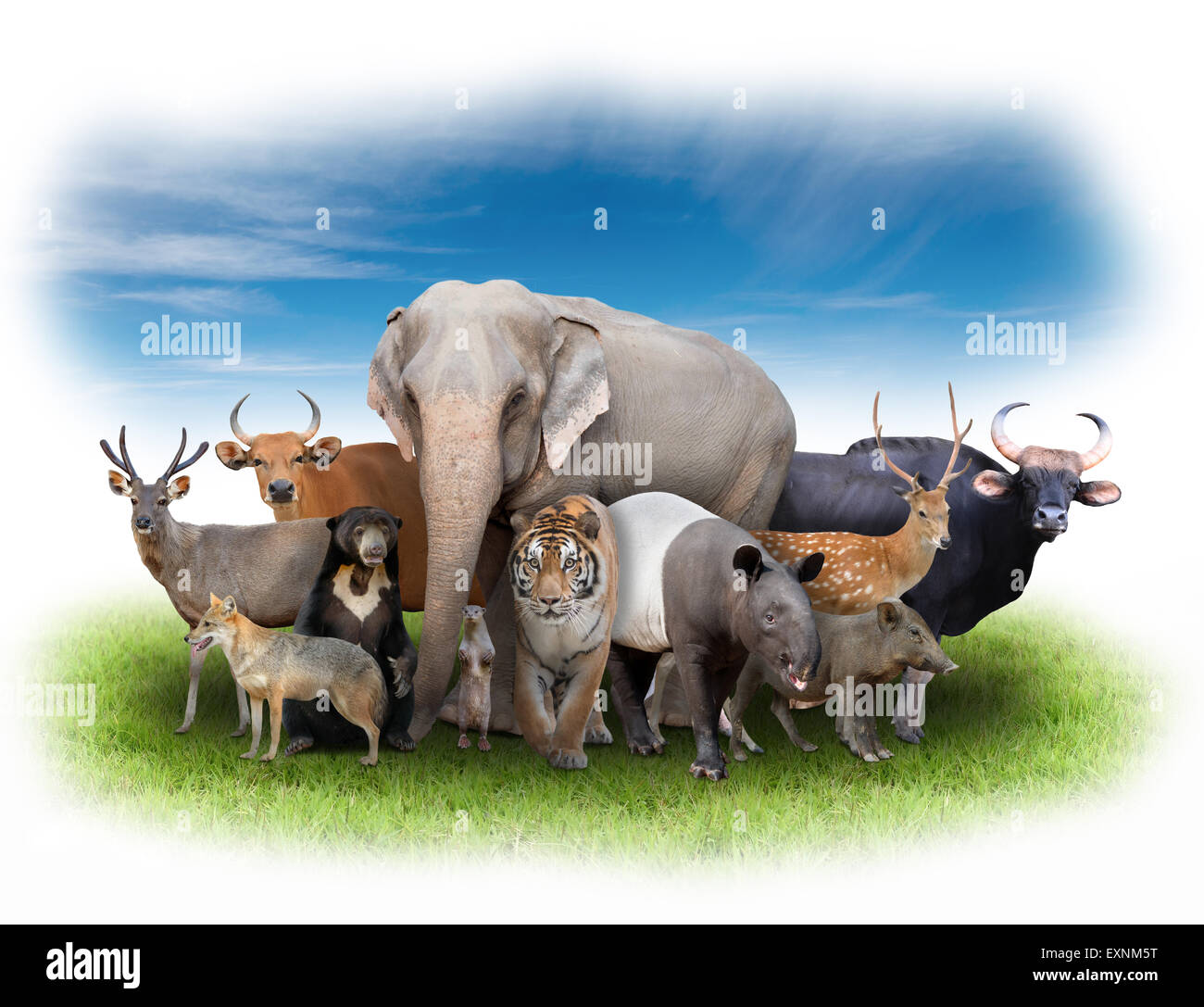 group of asia animals with fresh green grass and blue sky Stock Photo ...