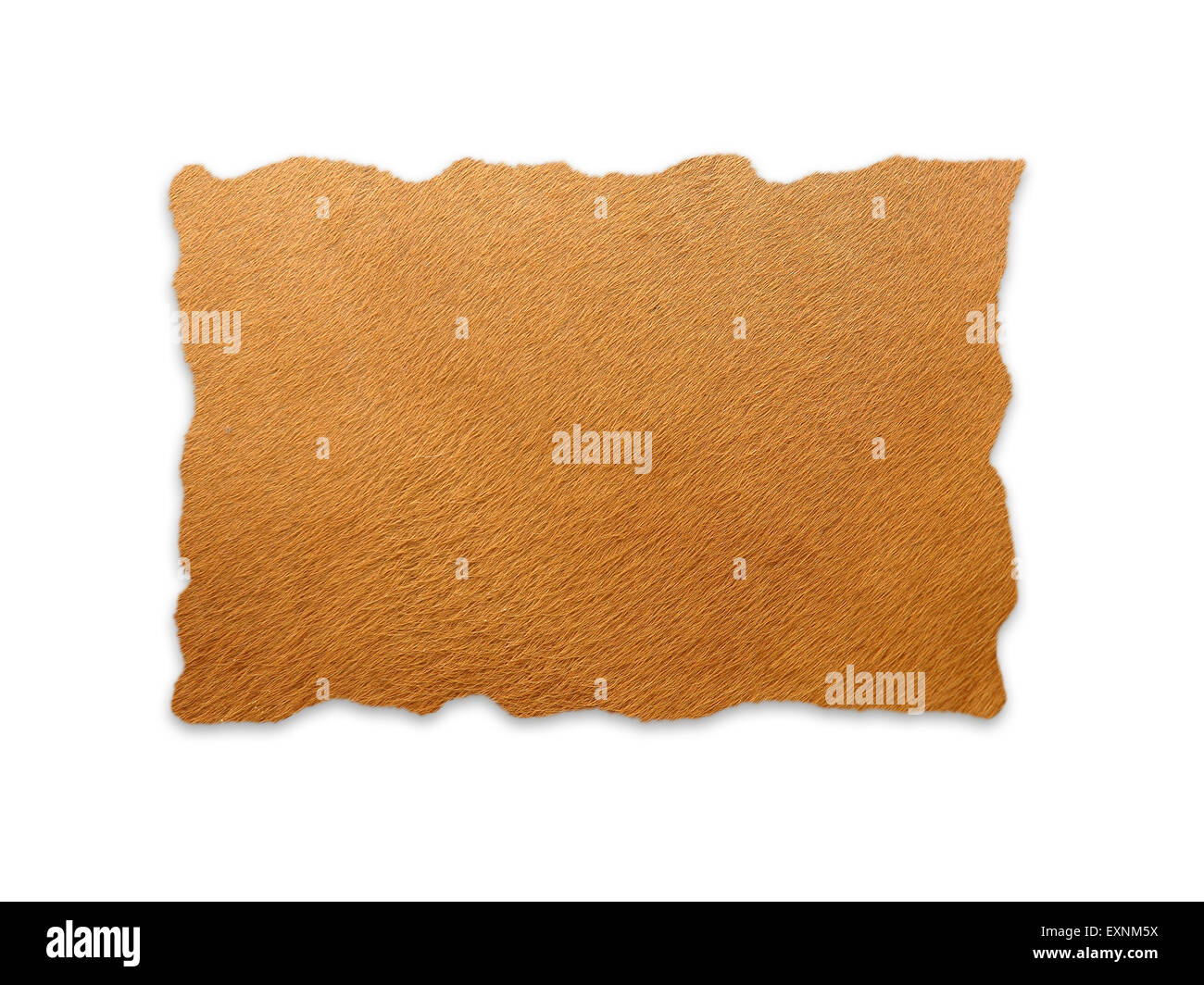 textured of real banteng skin frame on white background Stock Photo - Alamy