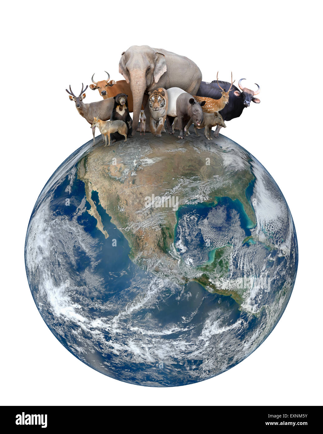 Predator animal Cut Out Stock Images & Pictures - Alamy