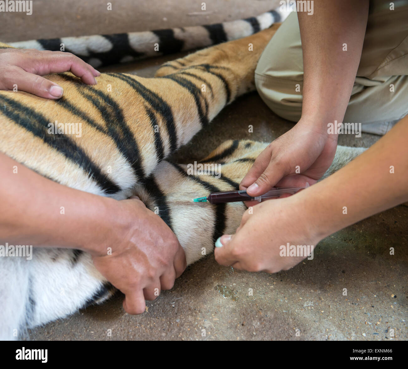 veterinarian and zookeeper getting blood drawn from the tiger Stock ...