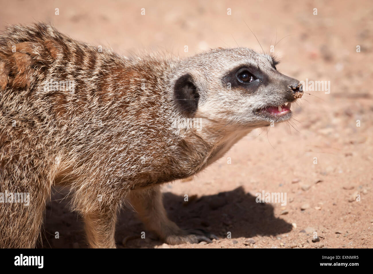 Side view half length profile of a meerkat looking right and snarling ...