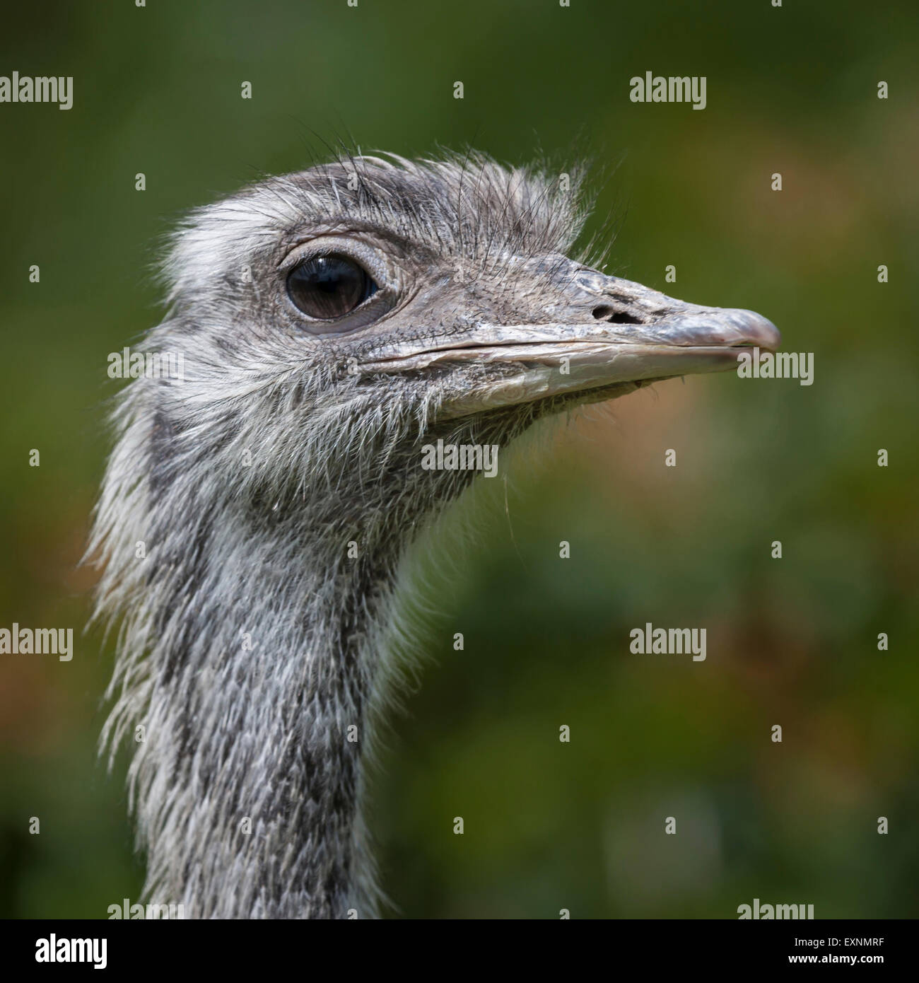 Detailed ostrich portrait hi-res stock photography and images - Alamy