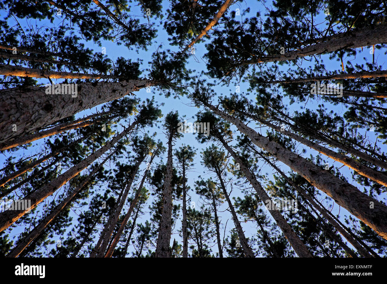 Looking up sky through trees hi-res stock photography and images - Alamy