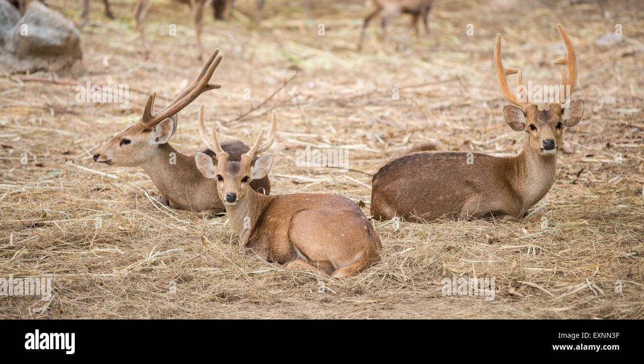 hog deer or Hyelaphus porcinus Stock Photo - Alamy