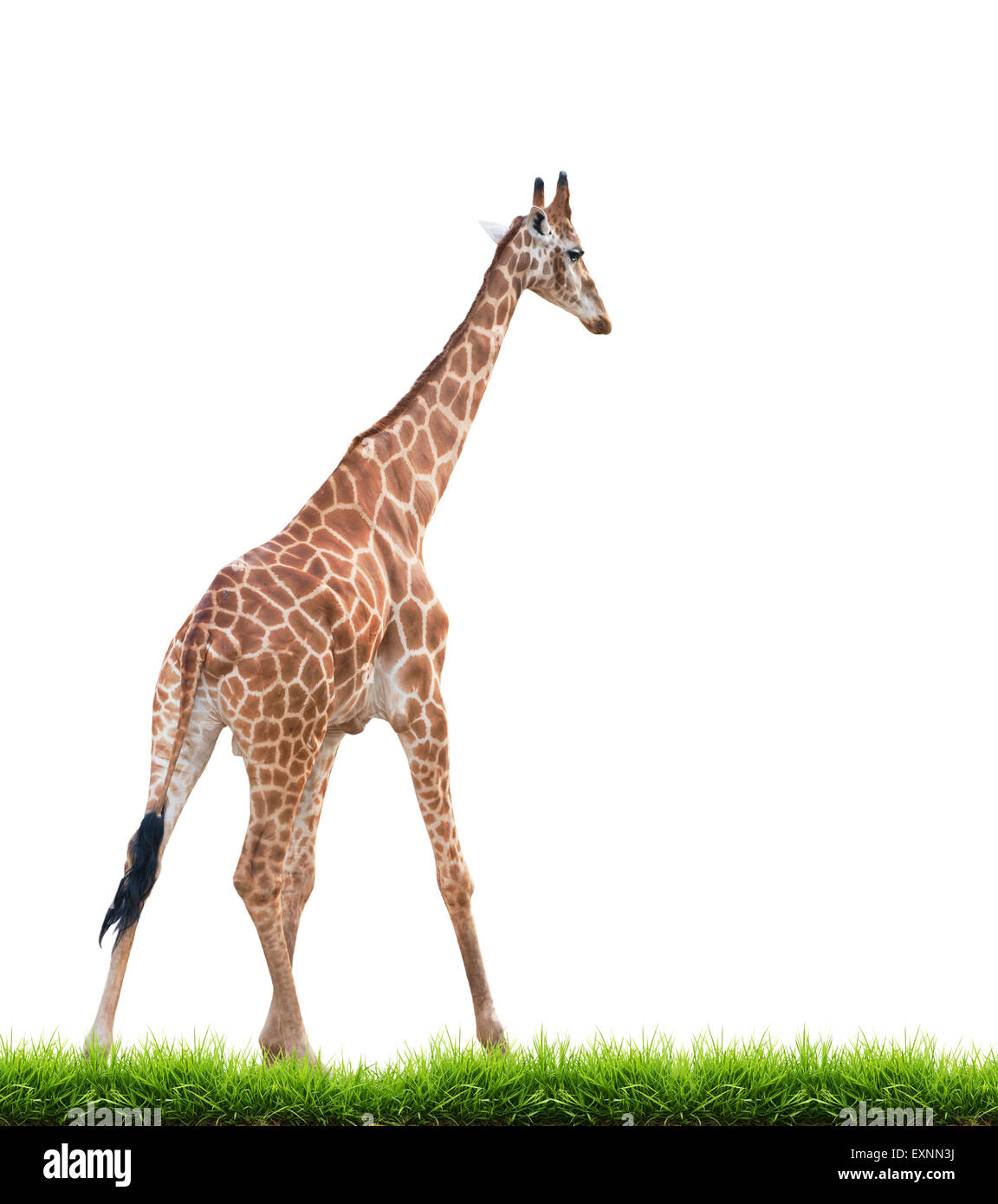 giraffe with green grass isolated on white background Stock Photo - Alamy