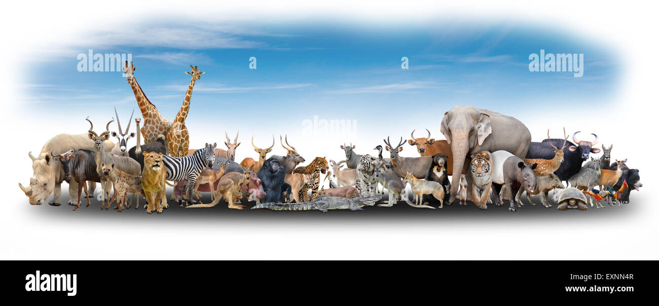 Hyena Wildlife Zebra High Resolution Stock Photography and Images - Alamy