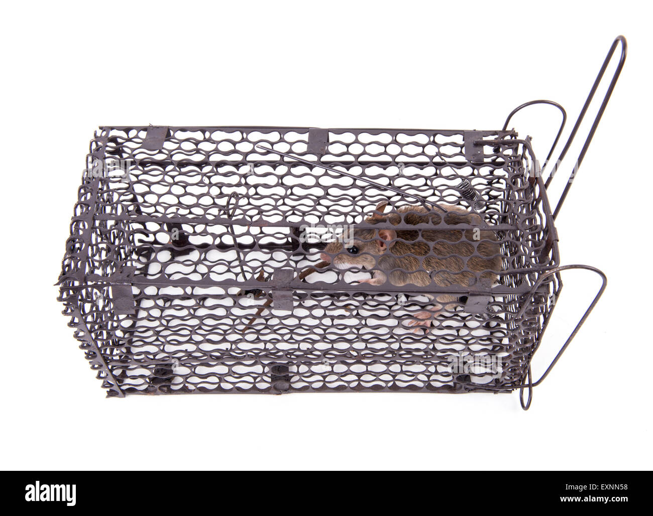 rat trap in front of white background Stock Photo - Alamy