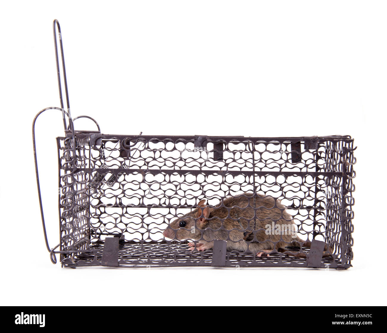 White mice cage Cut Out Stock Images & Pictures - Alamy