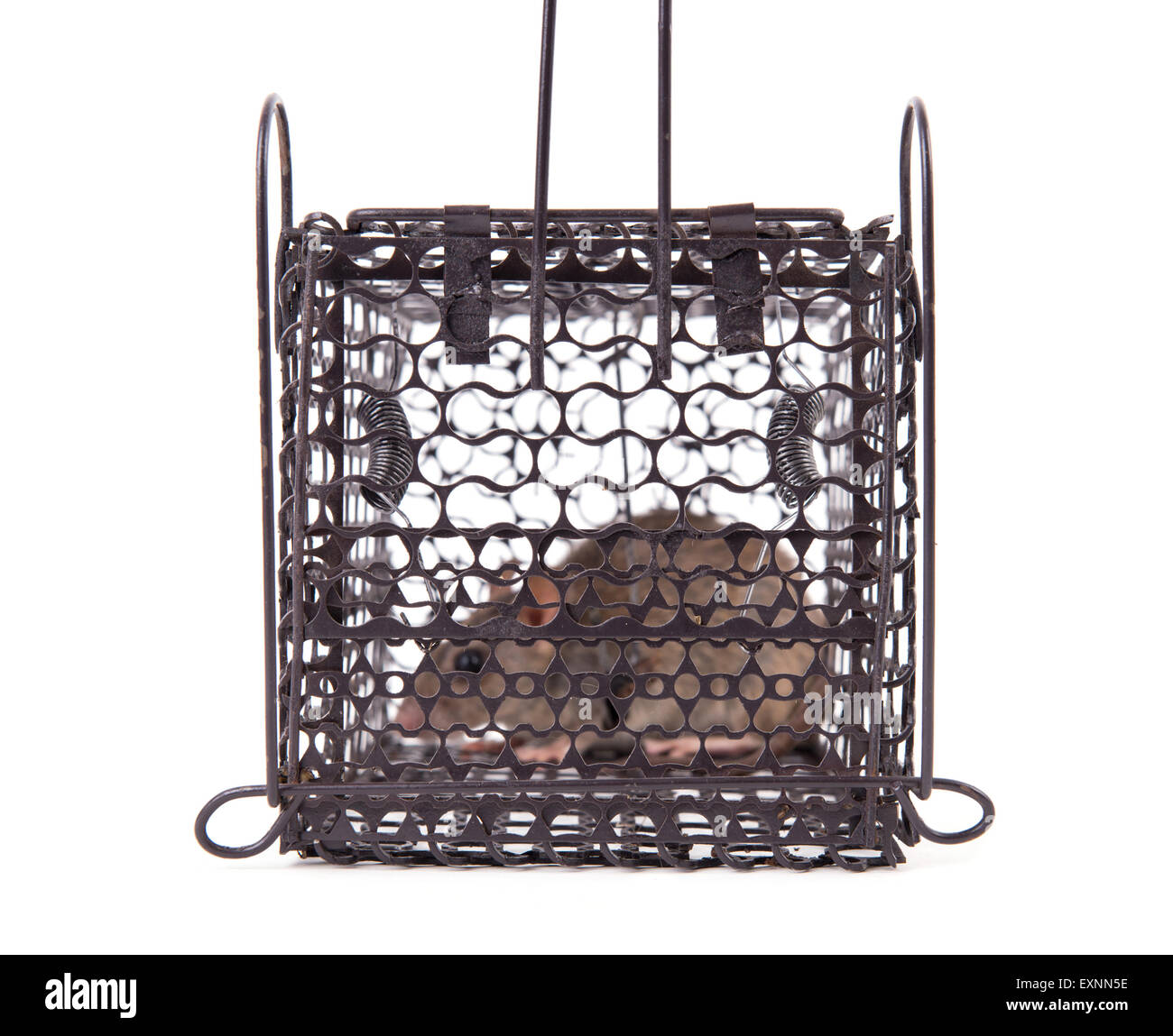 White mice cage hi-res stock photography and images - Alamy