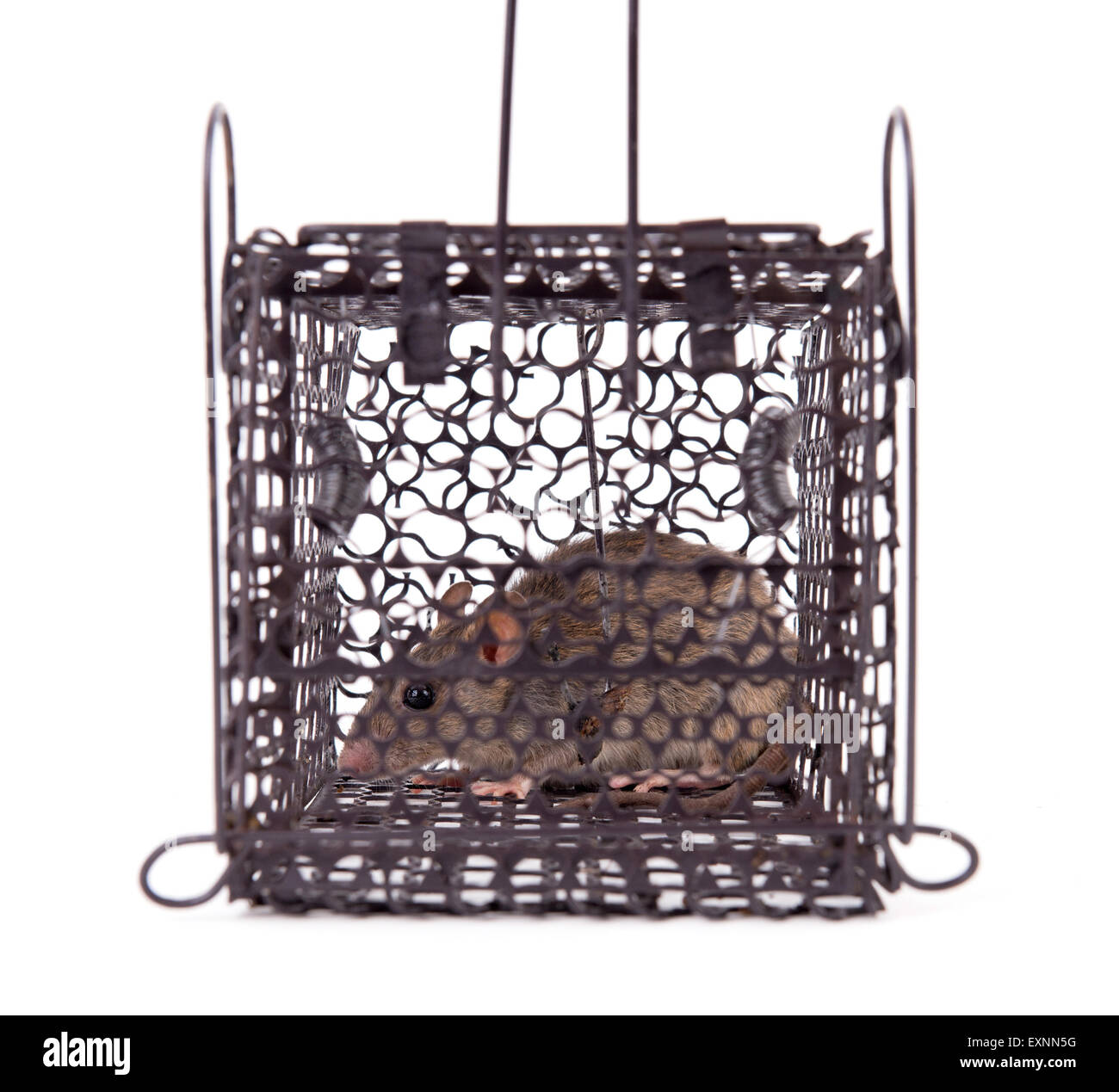 rat trap in front of white background Stock Photo - Alamy